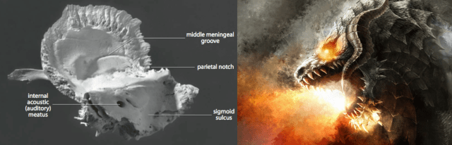 OsteoMenagerie 3: The petrous portion of the temporal bone | Bone Broke
