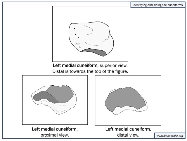 Merely a cuneiformality: Identifying and siding the cuneiforms | Bone Broke