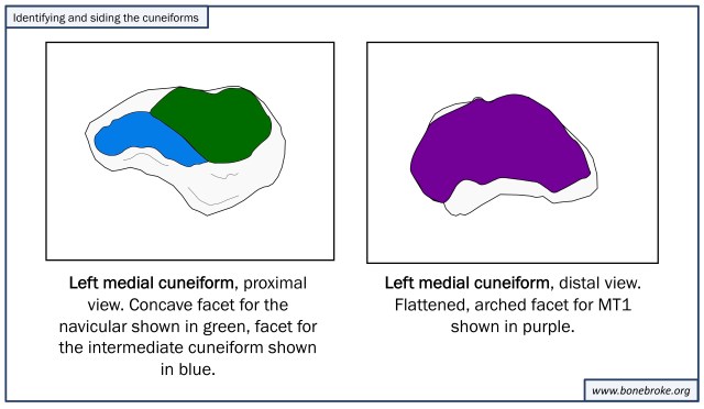 Merely a cuneiformality: Identifying and siding the cuneiforms | Bone Broke