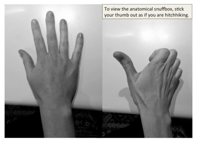 Palpable Anatomy: The Anatomical Snuffbox | Bone Broke