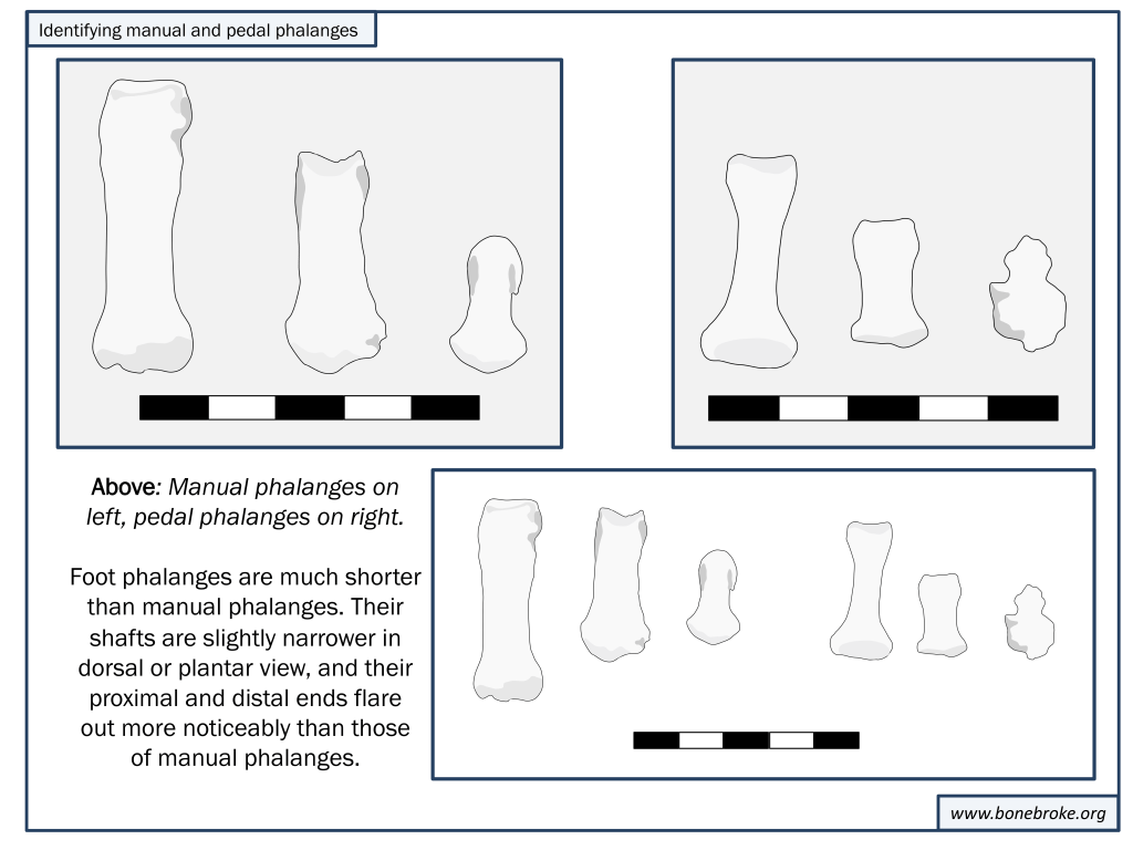 Gotta hand it to you: identifying manual and pedal phalanges | Bone Broke