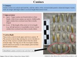 Identifying Human Teeth: Human Dentition Cheat Sheet | Bone Broke