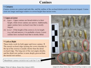 Identifying Human Teeth: Human Dentition Cheat Sheet | Bone Broke