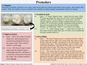 Identifying Human Teeth: Human Dentition Cheat Sheet | Bone Broke