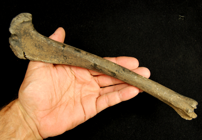 Pop Culture Osteology: The Blacklist | Bone Broke