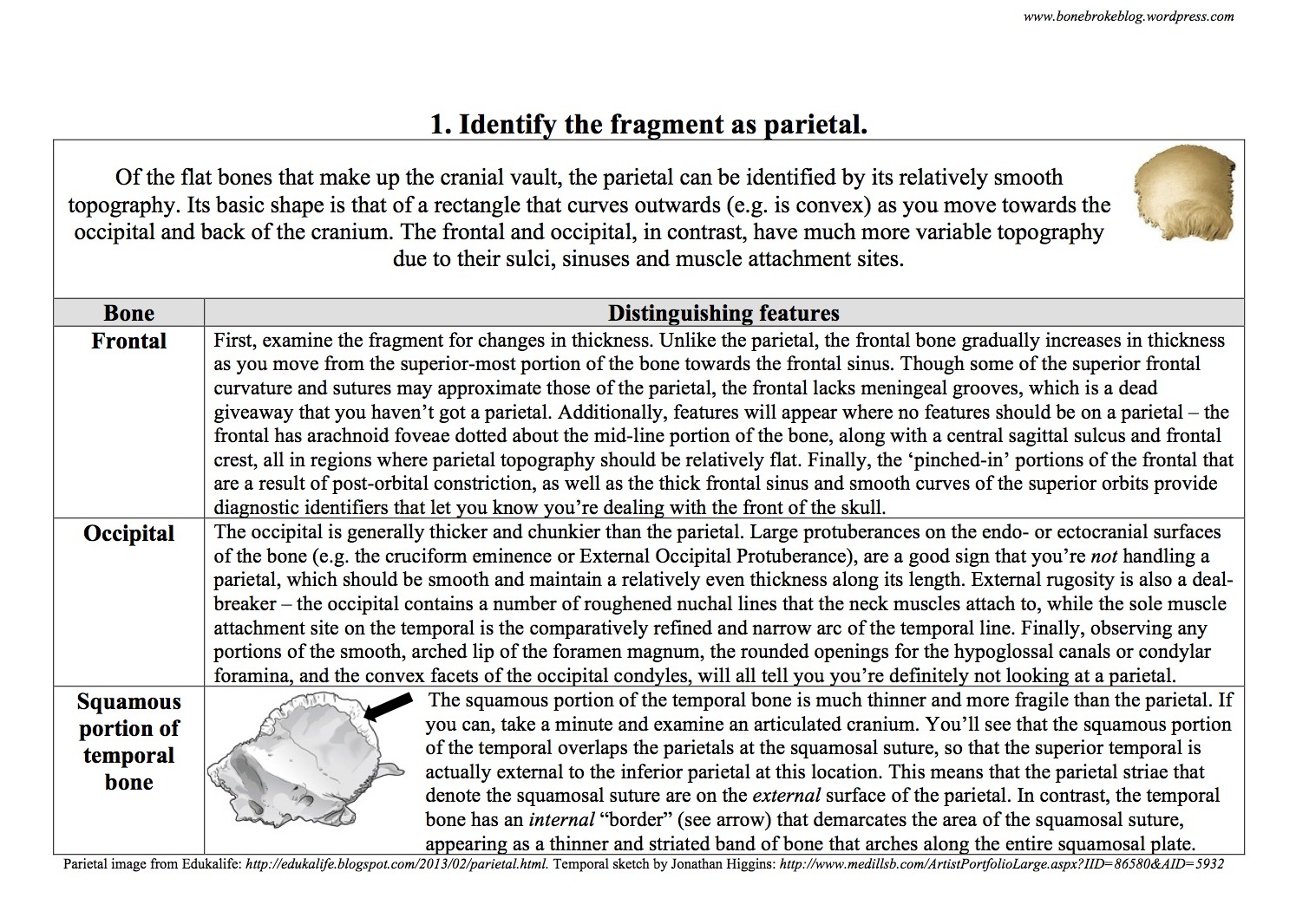 How to identify and side parietal bones | Bone Broke