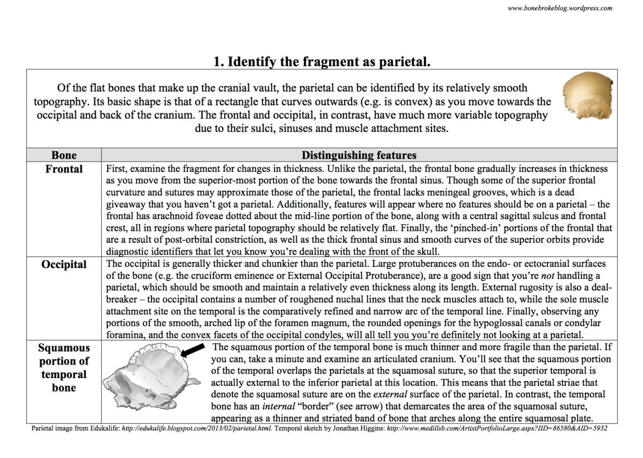 How to identify and side parietal bones | Bone Broke