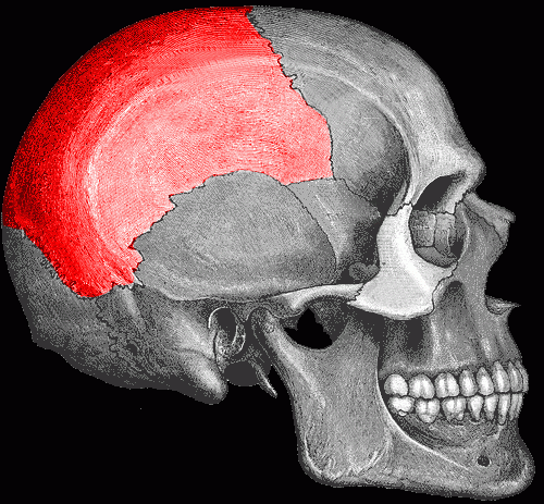 How to identify and side parietal bones | Bone Broke