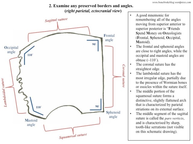 How to identify and side parietal bones | Bone Broke