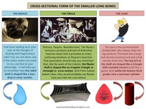 That’s so rad: Identifying and siding the radius | Bone Broke