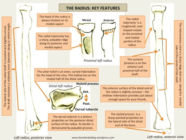 That’s so rad: Identifying and siding the radius | Bone Broke