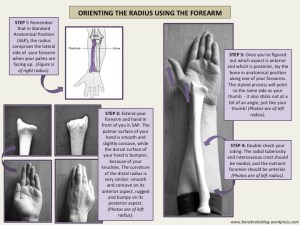 That’s so rad: Identifying and siding the radius | Bone Broke