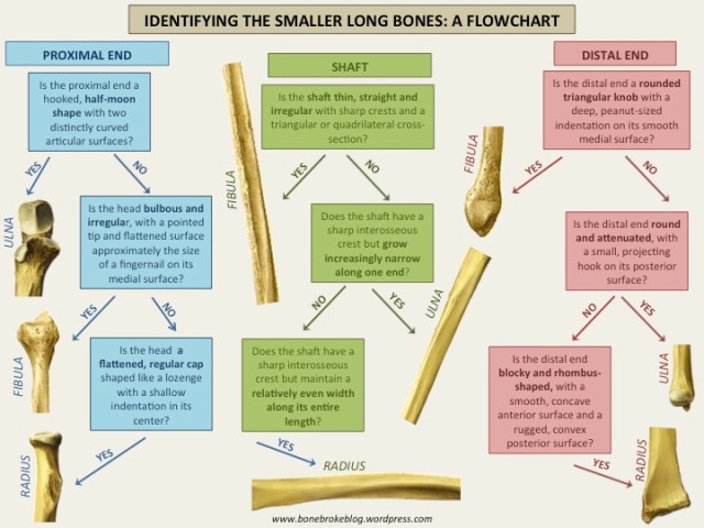 That’s so rad: Identifying and siding the radius | Bone Broke