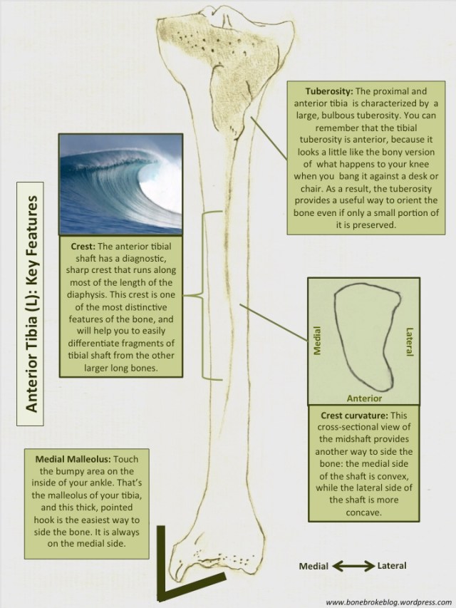 Tibial Pursuit: How to identify and side the tibia | Bone Broke