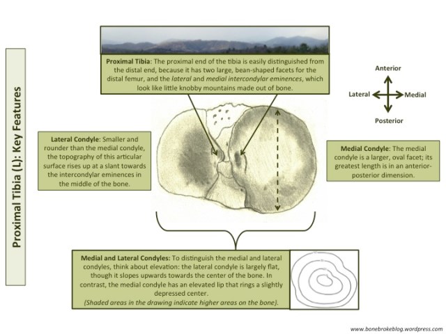 Tibial Pursuit: How to identify and side the tibia | Bone Broke