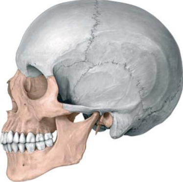 Splanchnocranium | Bone Broke