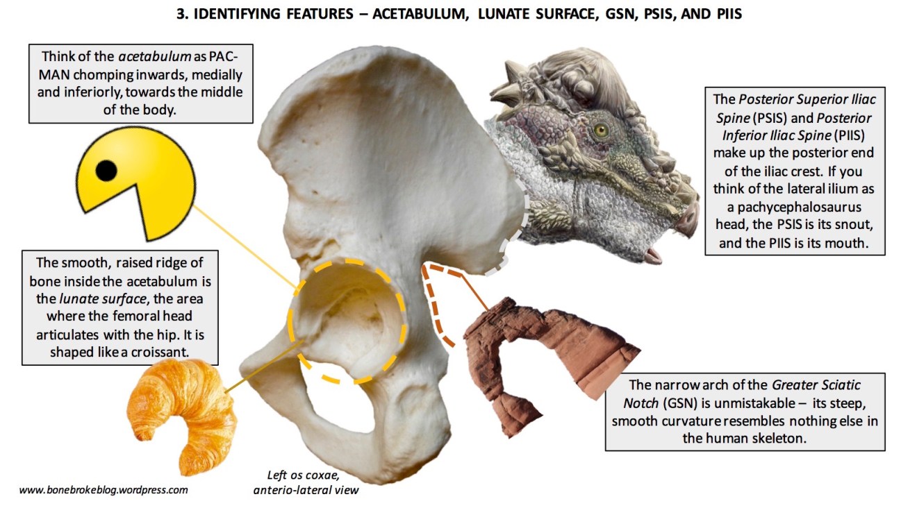 Hip hip hooray: Orienting and identifying features of the os coxae ...