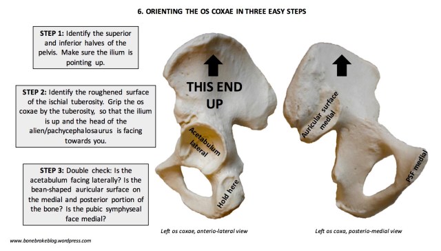 Hip hip hooray: Orienting and identifying features of the os coxae ...